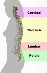 Reclaiming my S-Shaped Spine